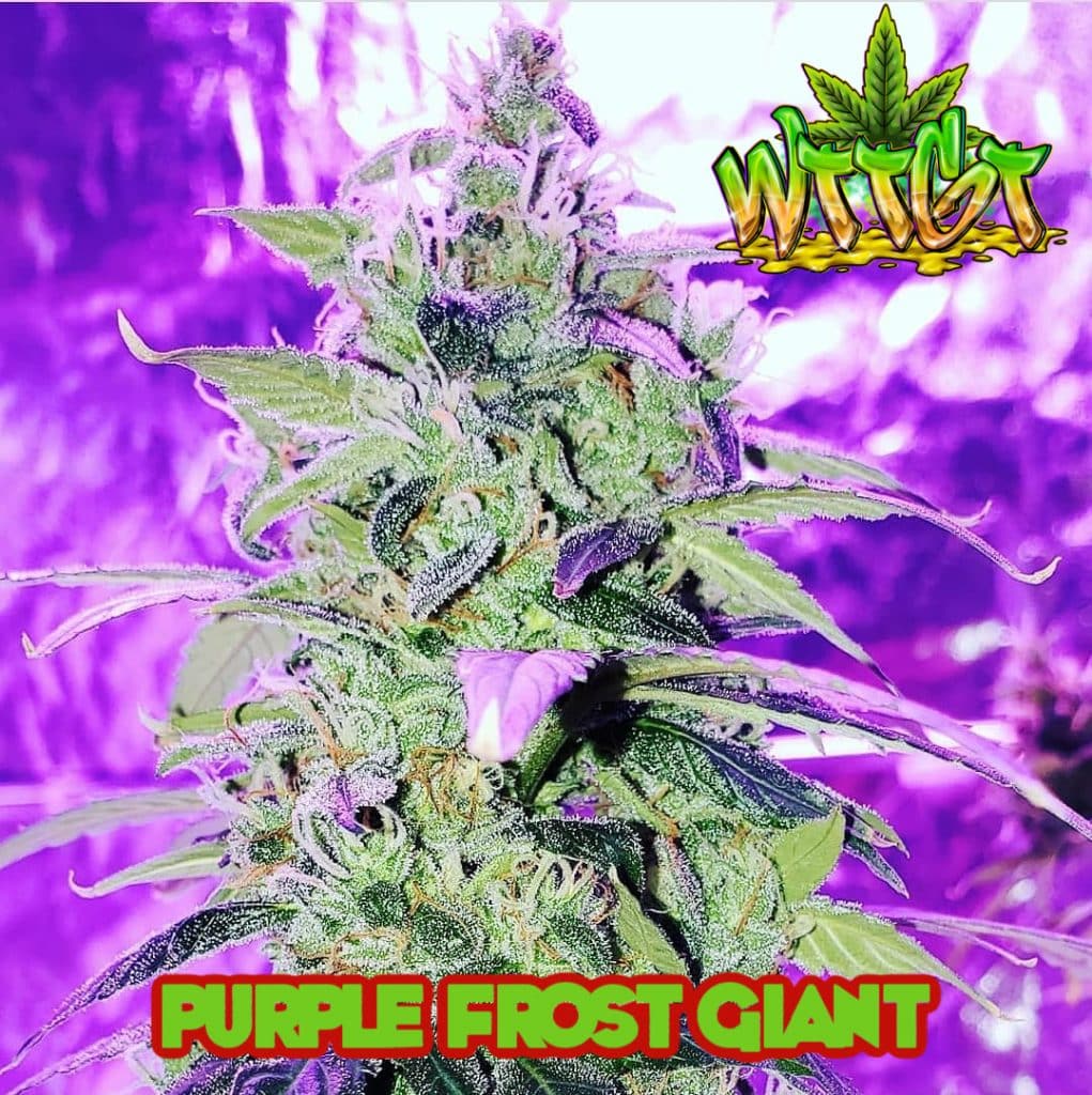Purple Frost Giant fem Marijuana Cannabis Seeds Purple Frost Giant fem Marijuana Cannabis Seeds
