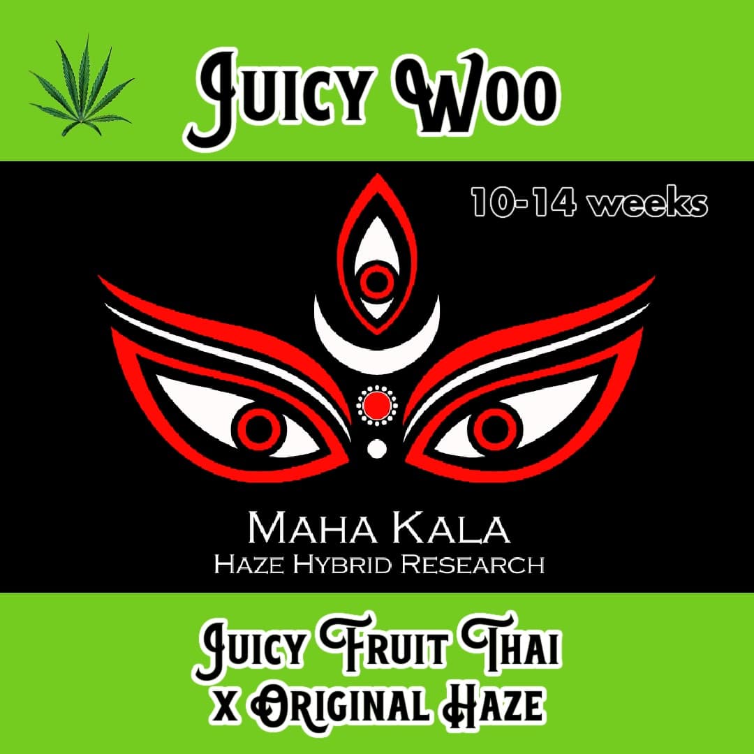 Maha Kala - Get Seeds Right Here