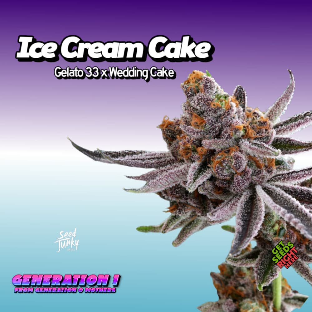 Ice Cream Cake (clone) | Get Seeds Right Here | Order Online!