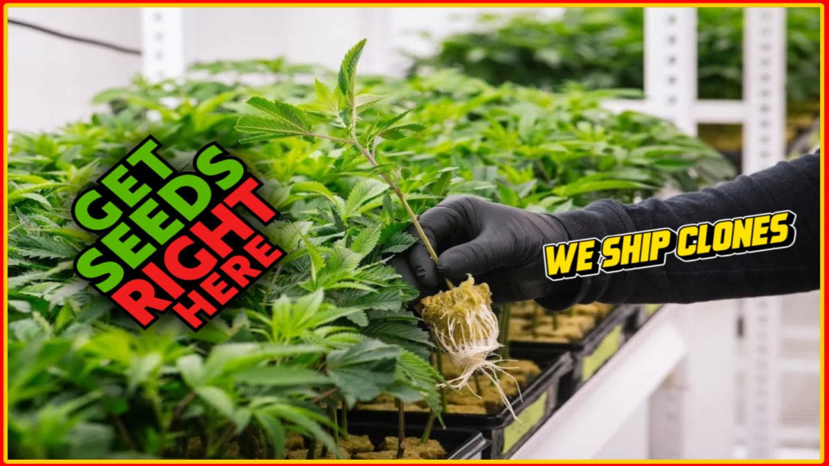 Complete Clone Growing Guide | Get Seeds Right Here