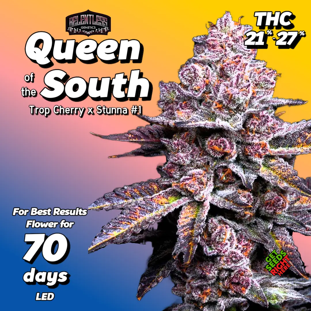 Queen of the South Cannabis Clones by Relentless Genetics | Get Seeds ...