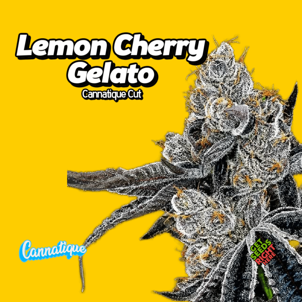 Lemon Cherry Gelato Cannatique Clone Guide | Buy LCG Clones