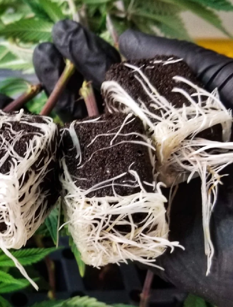 Clones for sale in Northampton, MA – HLVD Tested and Free Shipping